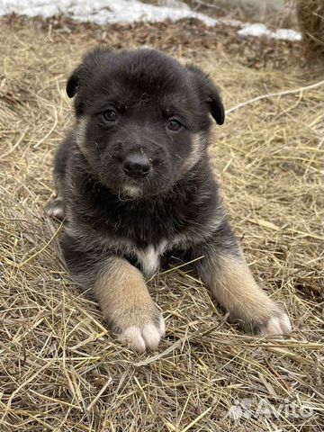 Собака немецкая овчарка