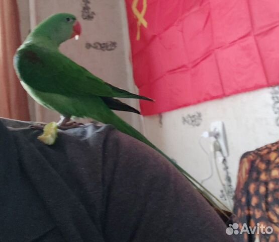 Александрийский попугай 4 мес