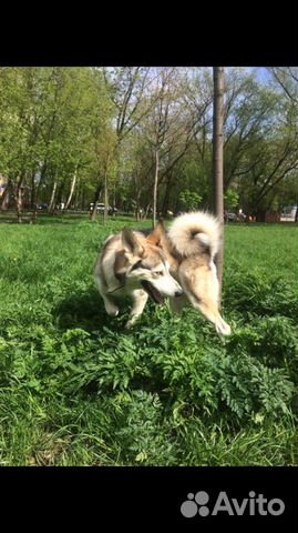 Аляскинский маламут вязка