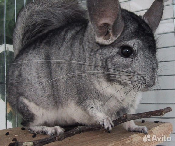 Британская шиншилла
