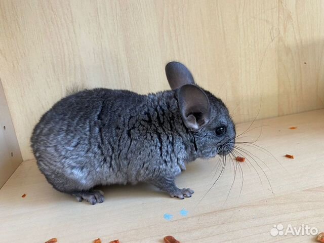 Шиншиллы 2 девочки, 2 месяца