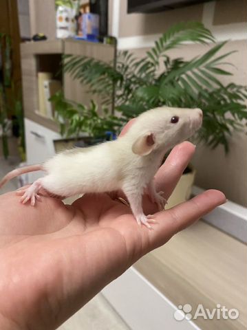 Крыса дамбо