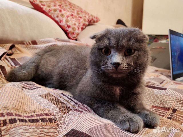 Кошки в добрые руки бесплатно