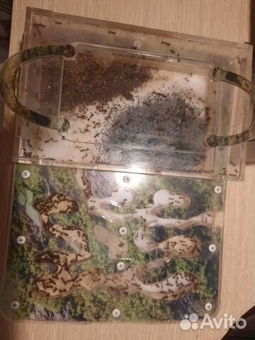 Муравьиная ферма с муравьями