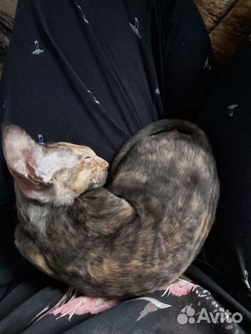 Котятёнок корниш-рекс