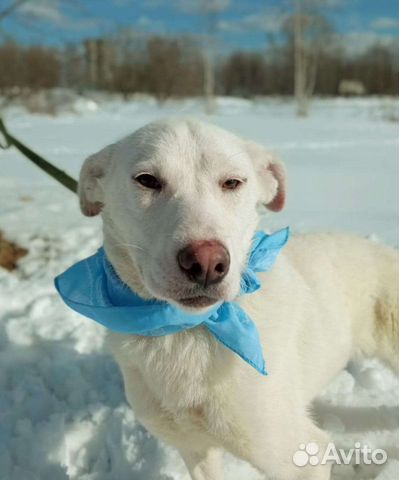 Белоснежка Лина ждёт добрых хозяев