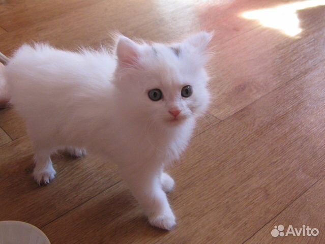 Котенок