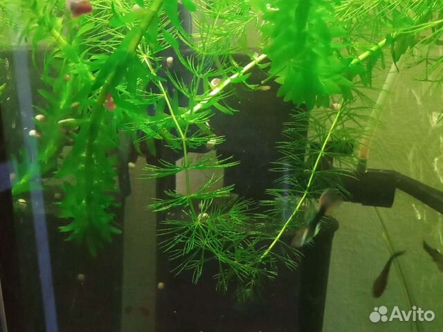 Улитки, Аквариумные растения