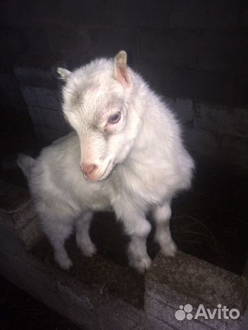 Козленок ломанчи 1месяц