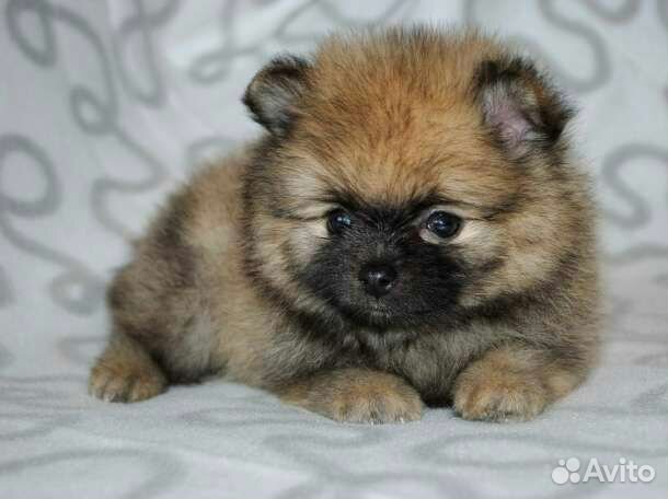 Шпицы милашки