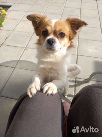 Мальчик чихуахуа ждёт невест