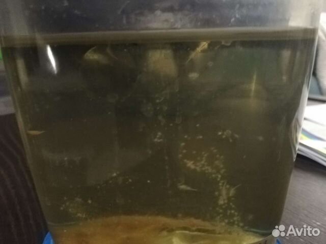 Ракообразные