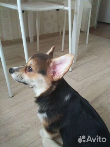 Щенки корги пемброк