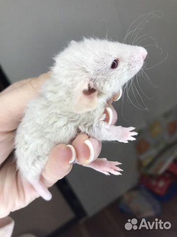 Крысята дамбо вельветин. Девочка