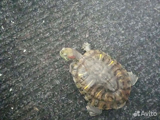 Красноухая черепаха средняя мальчик