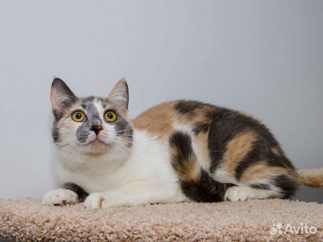 Трехцветная Милка в дар