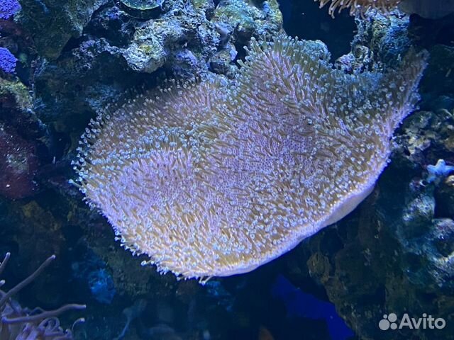 Коралл саркофитон