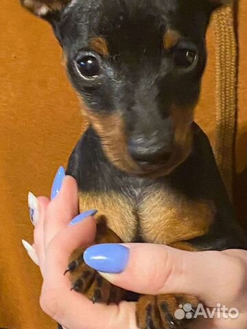 Щенки цвергпинчера