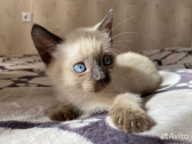Сиамские котята