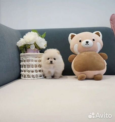 Супер Мини Померанцы