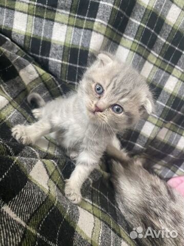 Шотландские котята