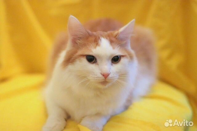 Симпатичный рыжик хочет домой