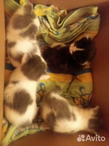 Котята в добрые руки бесплатно