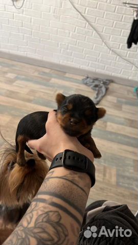 Йоркширский терьер