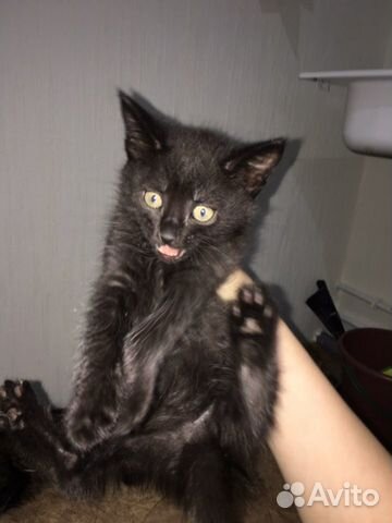 Котенок