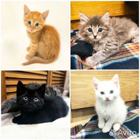 Котята, 2 мес в дар, в добрые руки