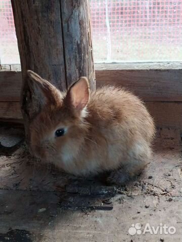 Крольчата нзк