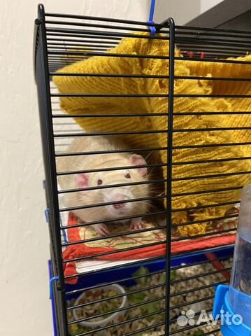 Крыса в добрые руки 2 штуки