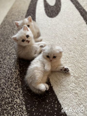 Шотландские котята