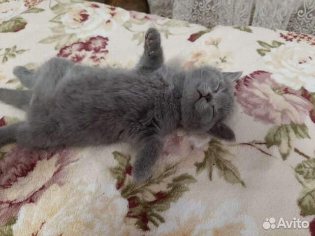 Шотландская вислоухая кошка, кот, котенок