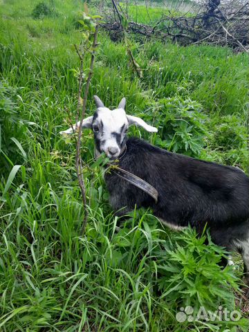 Козлята 75 Нубийцы