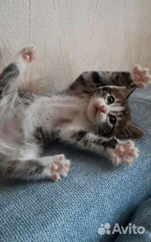 Котёнок ищет дом в котором его будут любить