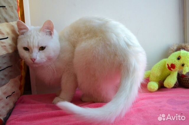 Отдам молодого кота в добрые руки