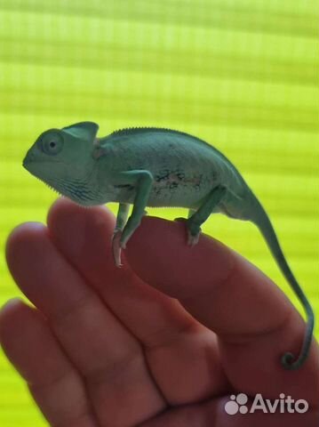 Хамелеоны йеменские мелкий опт