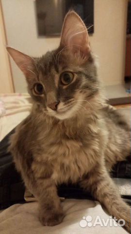 Отдам милого котика в добрые руки