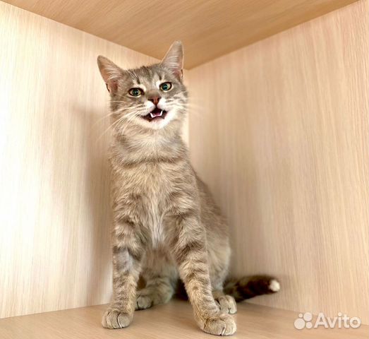 Котенок Вася в добрые руки