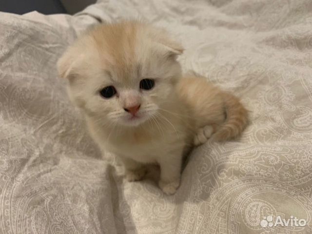 Шотландская