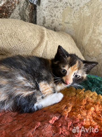 Кошка в дар