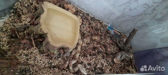 Императорский удав