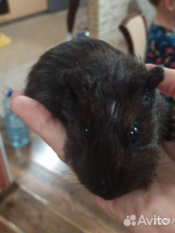 Морская свинка