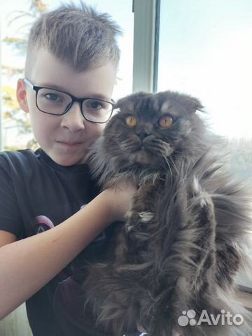 Отдам бесплатно кота