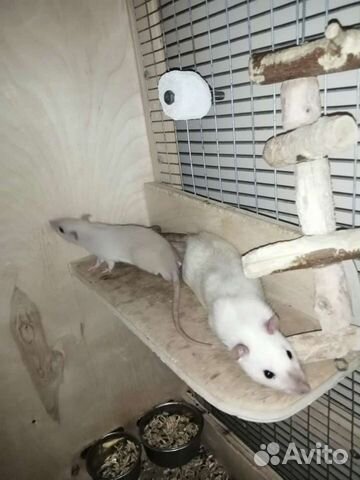 Декоративная крыса сиамская