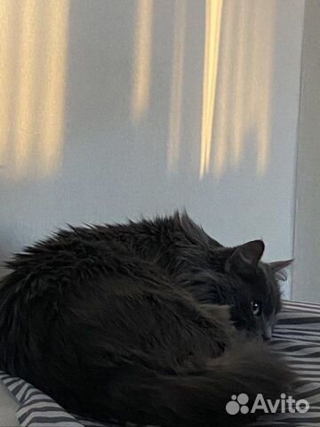 Кошки в добрые руки