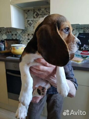 Бигль мальчик 2,5 мес