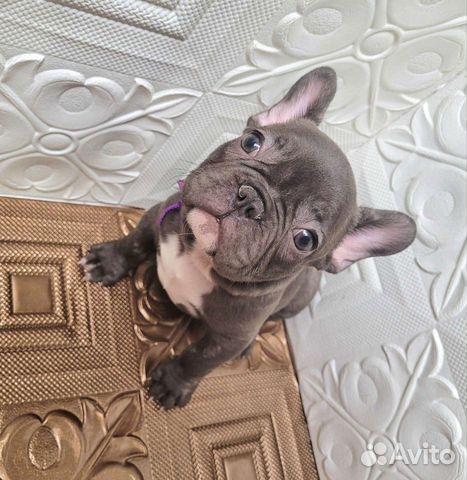 Шоколадные тигрята