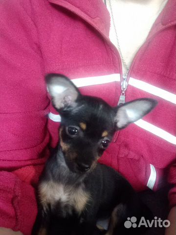 Мини той-терьер